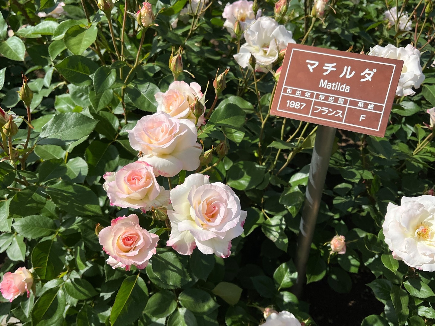 薔薇コレクション in 神代植物公園（3）: 気ままな庭