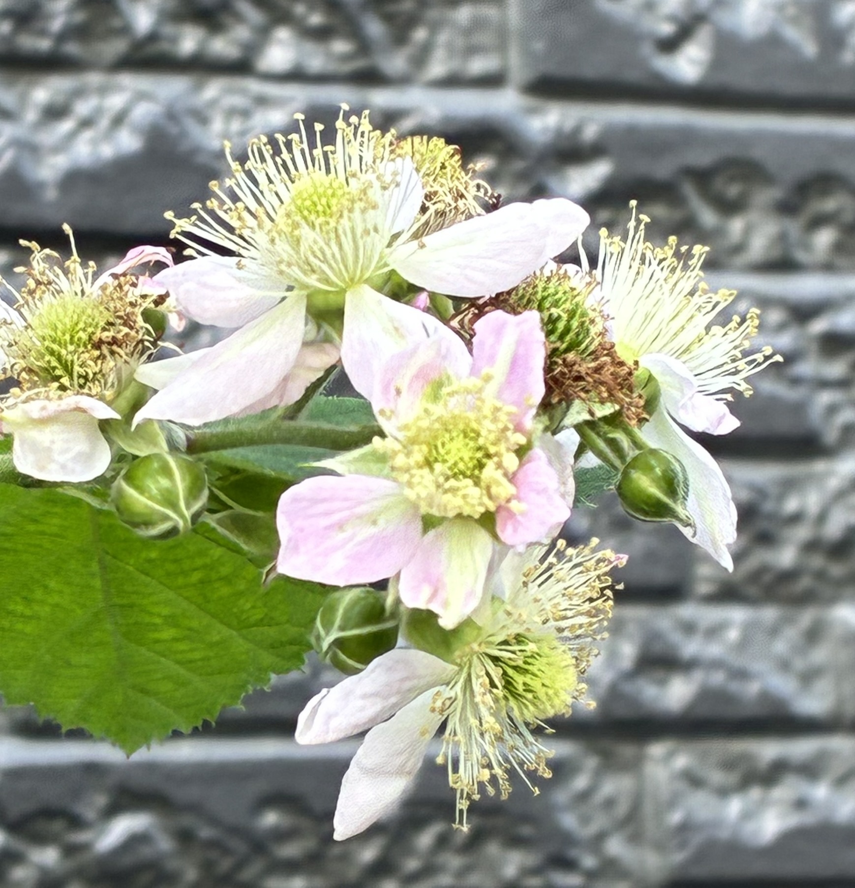 麦秋の頃: 気ままな庭
